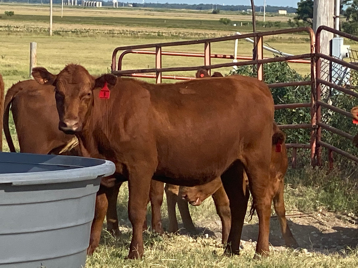 Home raised beef for sale. – North Canadian Red Angus