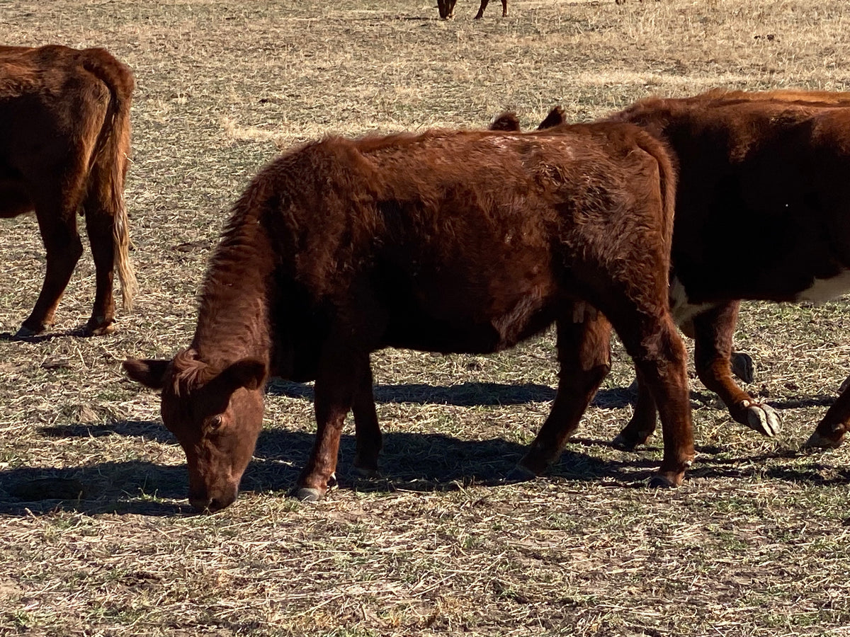 Maintenance energy requirements – North Canadian Red Angus