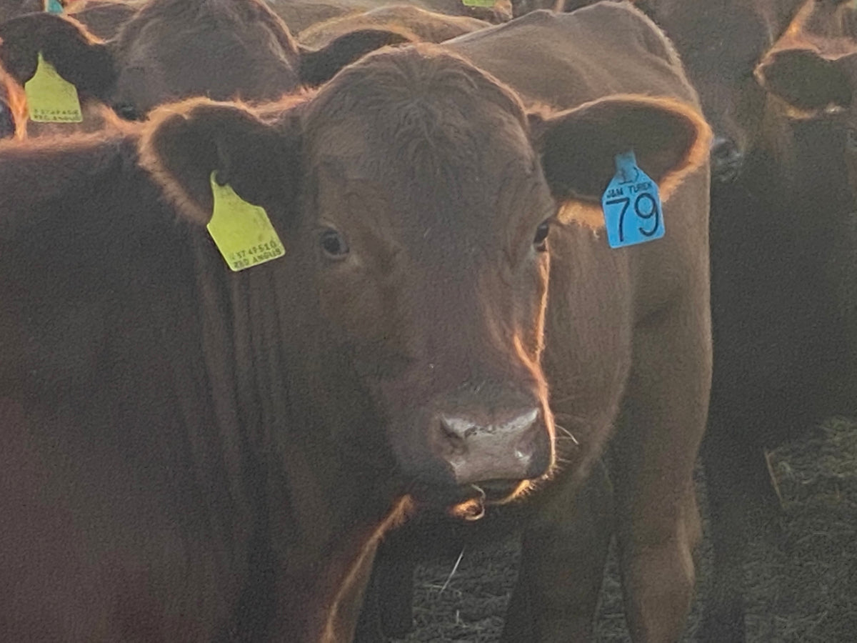 Wonderful, healthy, tasteful home raised beef – North Canadian Red Angus